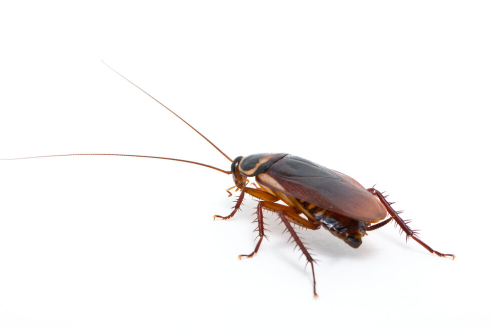 How to Get Rid of Bugs in Your Garage | The Woodlands, TX